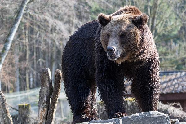 Wild- und Freizeitpark Allensbach | FreizeitMonster