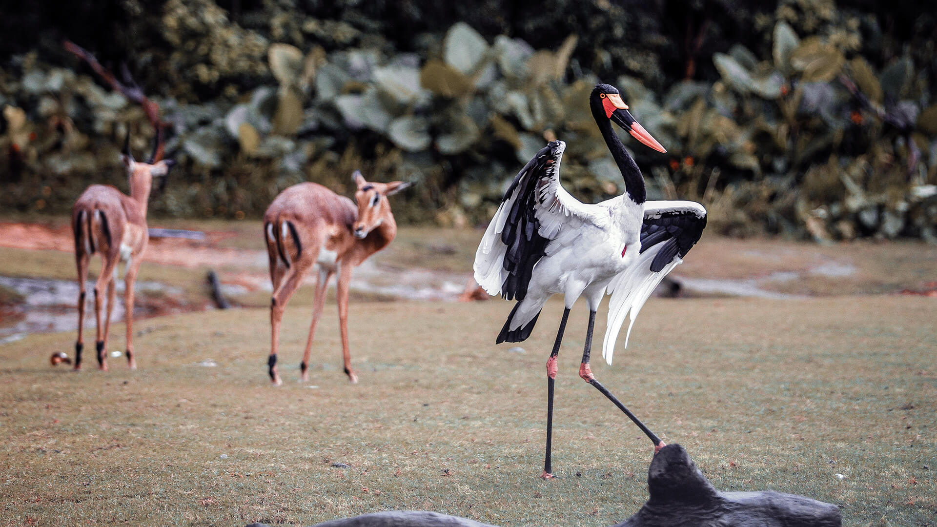 Zoos und Tierparks in und um Leipzig | FreizeitMonster
